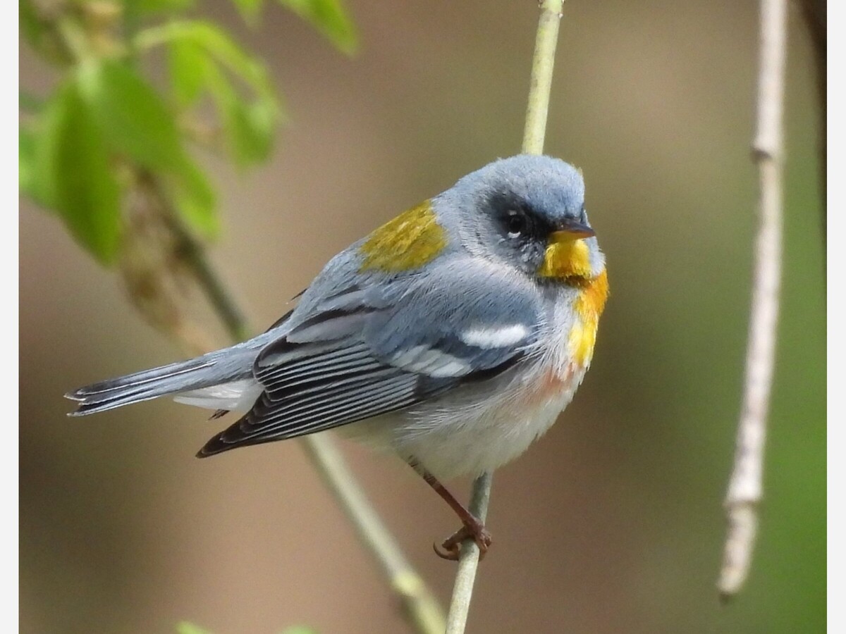 Michael Strzelecki Prepares Bird Watchers for April's Migration and ...
