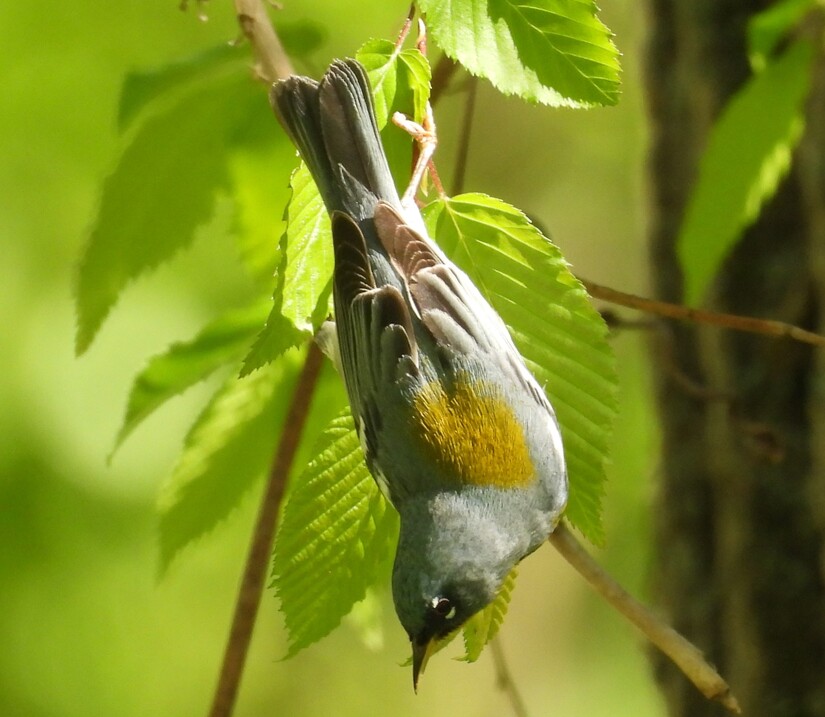 Michael Strzelecki Prepares Bird Watchers for April's Migration and ...