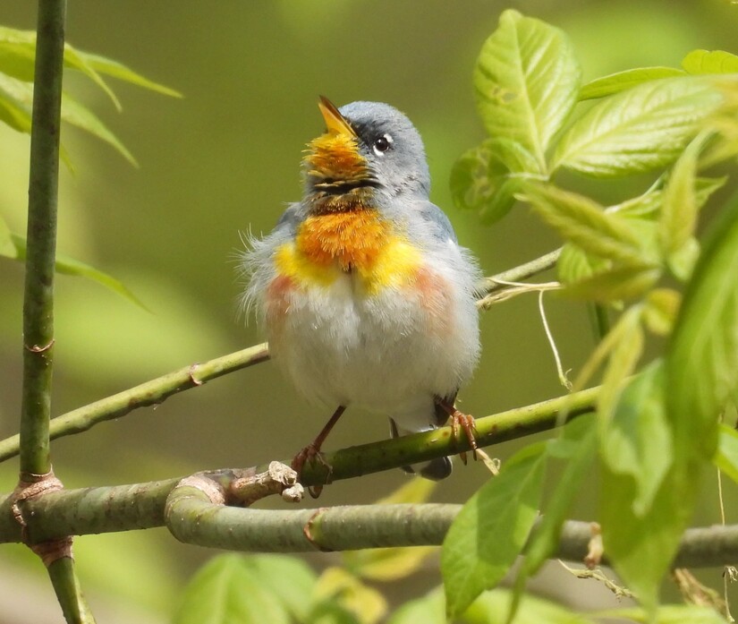 Michael Strzelecki Prepares Bird Watchers for April's Migration and ...