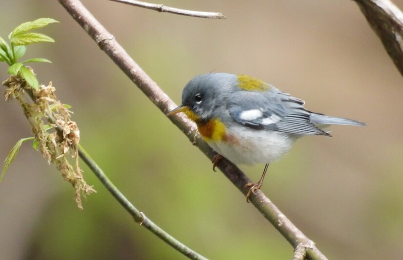 Michael Strzelecki Prepares Bird Watchers for April's Migration and ...